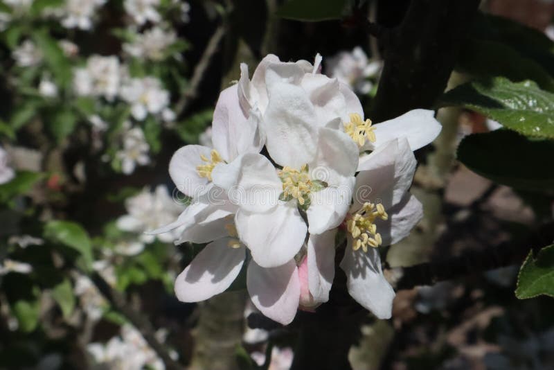 Blossom Flower of Apple Tree Close Up Stock Image - Image of summer ...