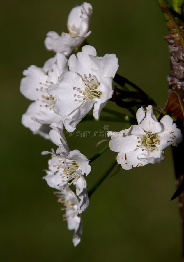 Blossom, Flower, Spring, Branch Picture. Image: 113738157