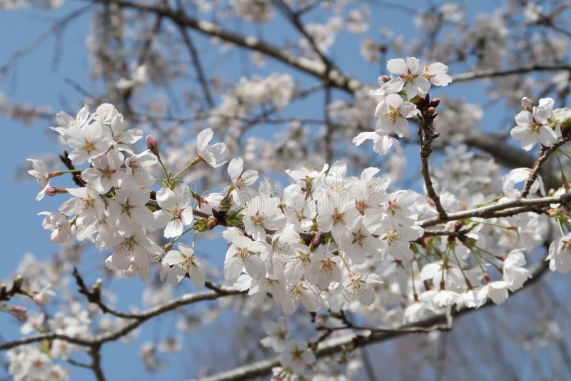 Branch, Blossom, Sky, Spring Picture. Image: 135982873