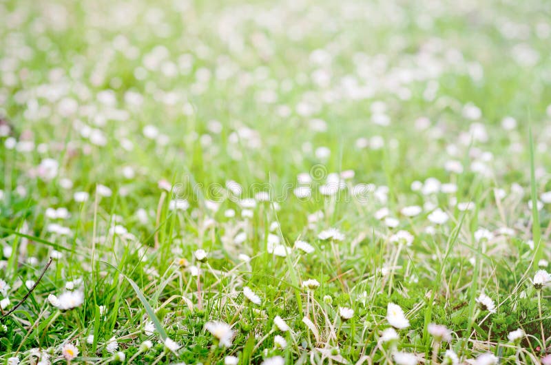 Blossom Flower in the Grass Field in Spring Stock Photo - Image of ...
