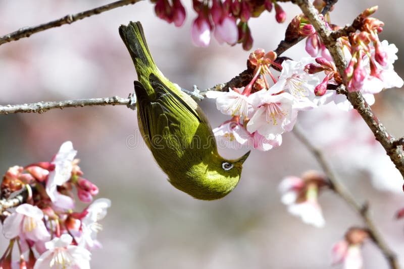 Blossom, Flower, Spring, Branch Picture. Image: 114296757