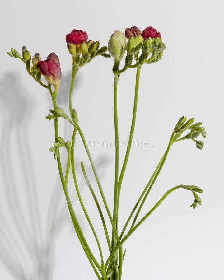 Blossom Flower Vase Table. High Quality Photo Stock Photo - Image of ...