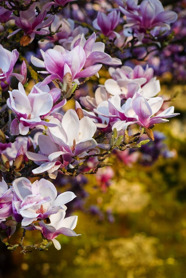 Blossom flowers stock image. Image of outdoor, plant - 10792625