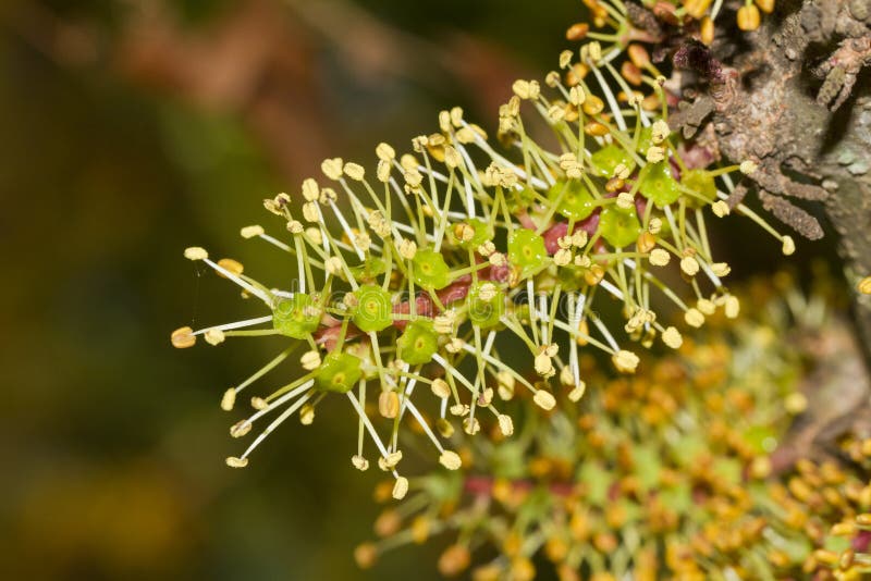 Blossom Flowers of the Carob Tree Stock Image - Image of nutrition ...