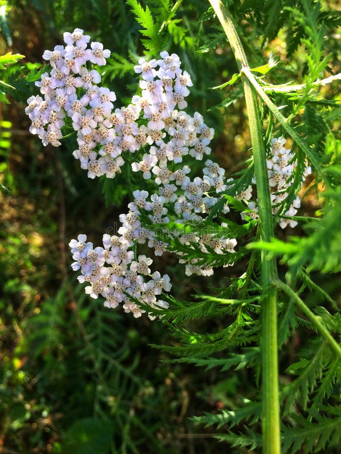 White wildflower stock photo. Image of forest, white - 123436816
