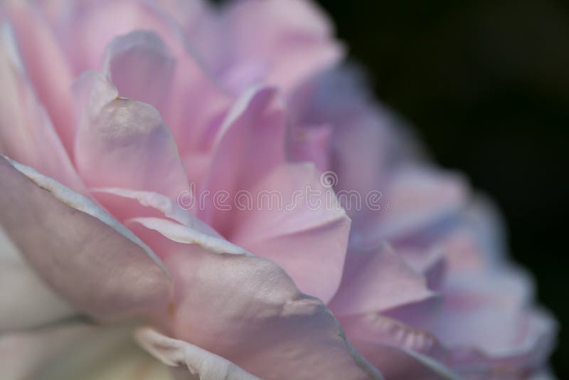 Blossom of Fresh Garden Rose. Selective Focus Stock Image - Image of ...