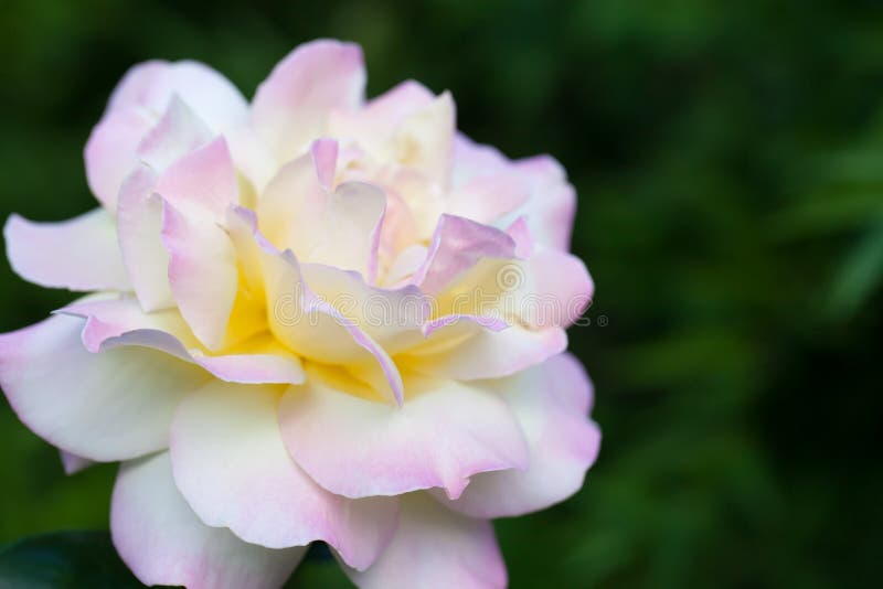 Blossom of Fresh Garden Rose. Selective Focus Stock Image - Image of ...