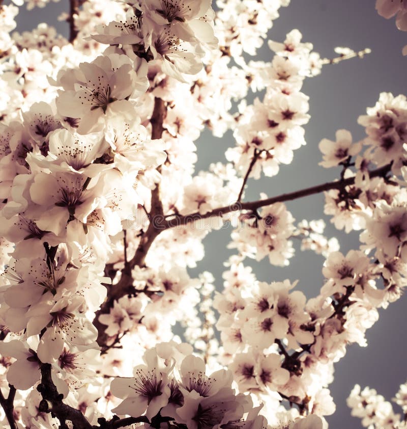 Blossom stock photo. Image of pastel, chinese, japanese - 38720152