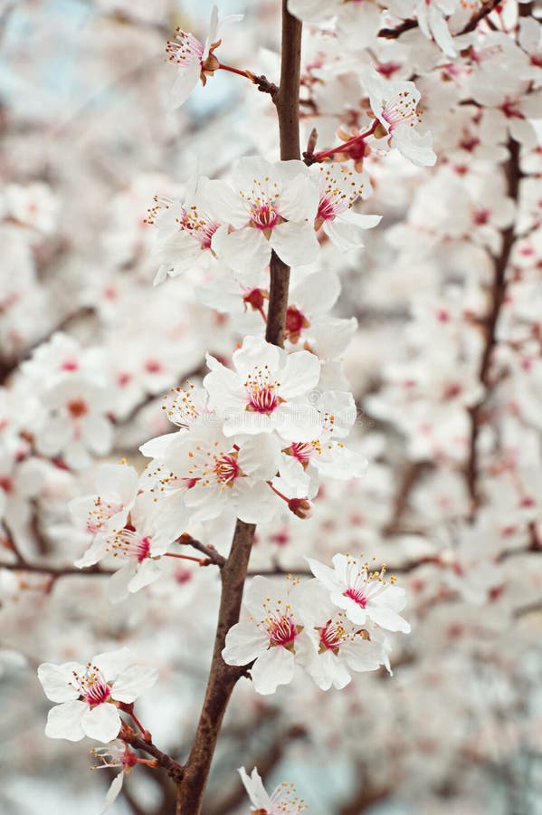 Blossom stock image. Image of orchard, pastel, horticulture - 30891207