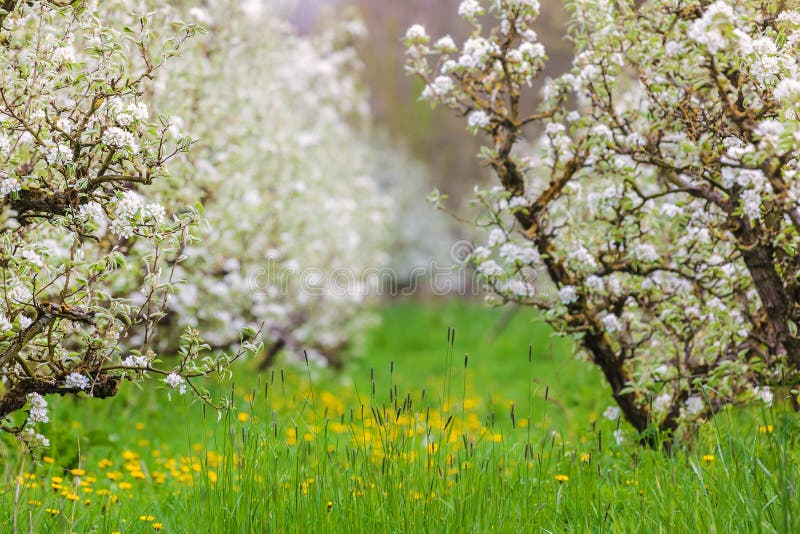 Blossom Fruit Trees in the Dutch Betuwe Area Stock Photo - Image of ...