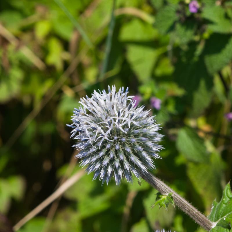 Blossom of Great Globe-thistle or Echinops Sphaerocephalus Close-up ...