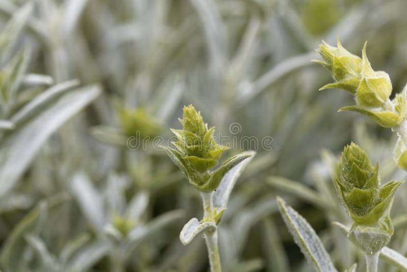 Blossom of an Ironwort, Sideritis Syriaca Stock Image - Image of farm ...