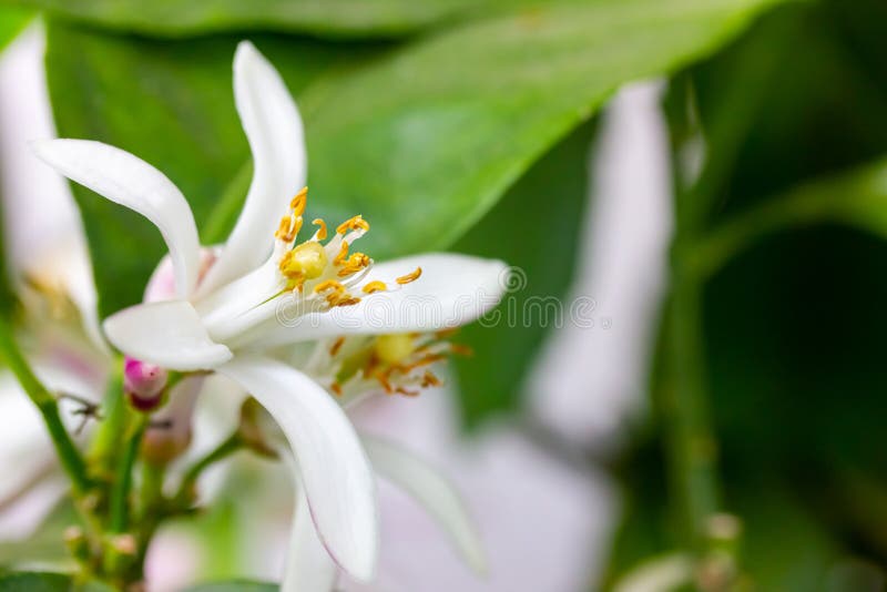 The Blossom of a Lime on a Tree Stock Photo - Image of nature ...
