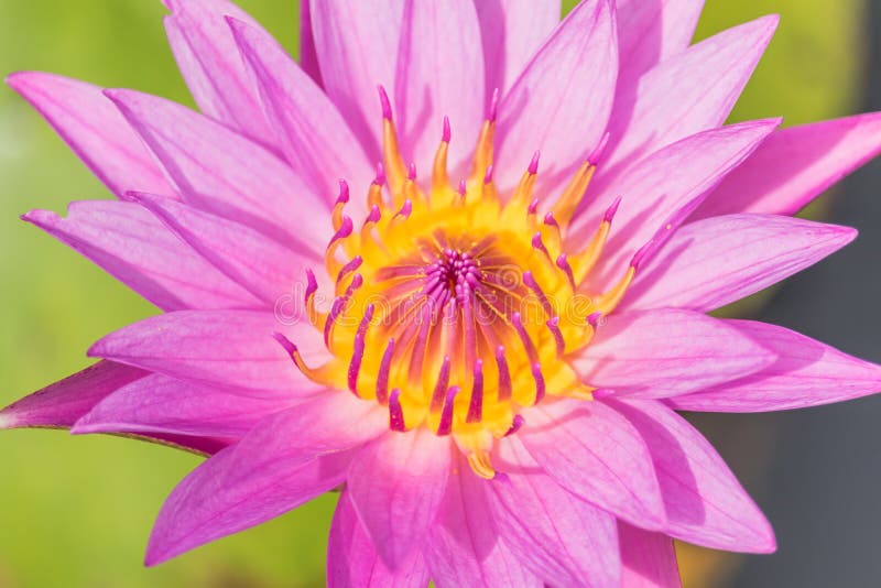 Blossom Lotus Flower Focus on Flower Stock Image - Image of lake ...