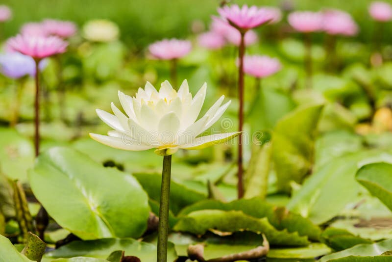 Blossom Lotus Flower Focus on Flower Stock Photo - Image of blossom ...