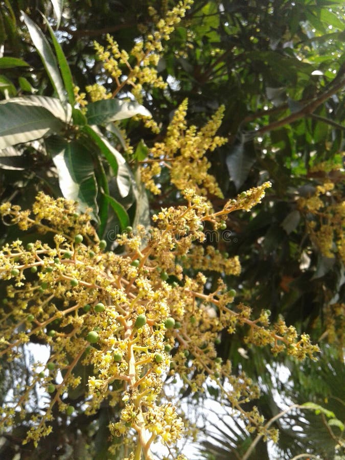 Mango tree in blossom stock image. Image of preto, island - 69307827