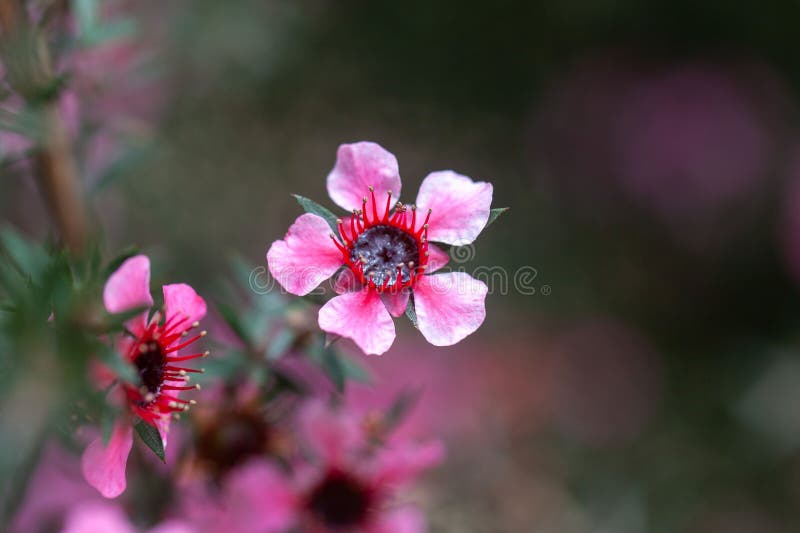 Leptospermum Scoparium, Manuka, Manuka Myrtle, New Zealand Teatree or ...