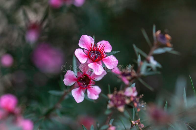 Blossom of a Manuka Myrtle, Leptospermum Scoparium Stock Photo - Image ...