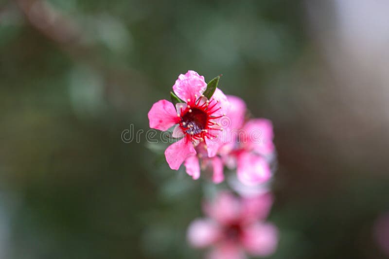 Leptospermum Scoparium, Manuka, Manuka Myrtle, New Zealand Teatree or ...