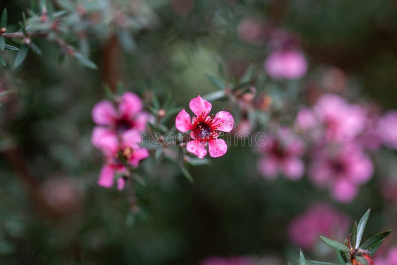 Blossom of a Manuka Myrtle, Leptospermum Scoparium Stock Photo - Image ...