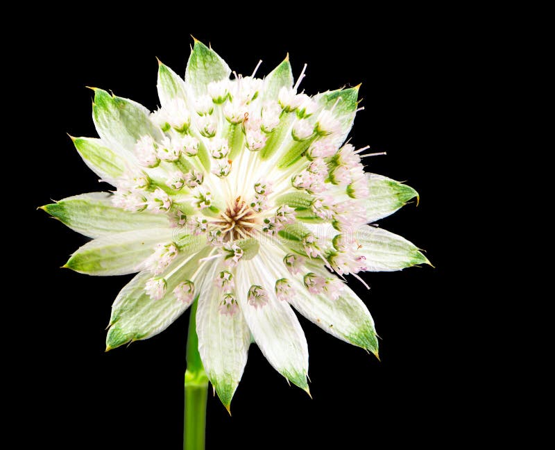 Blossom of a Masterwort Flower Stock Photo - Image of astrantia, bloom ...