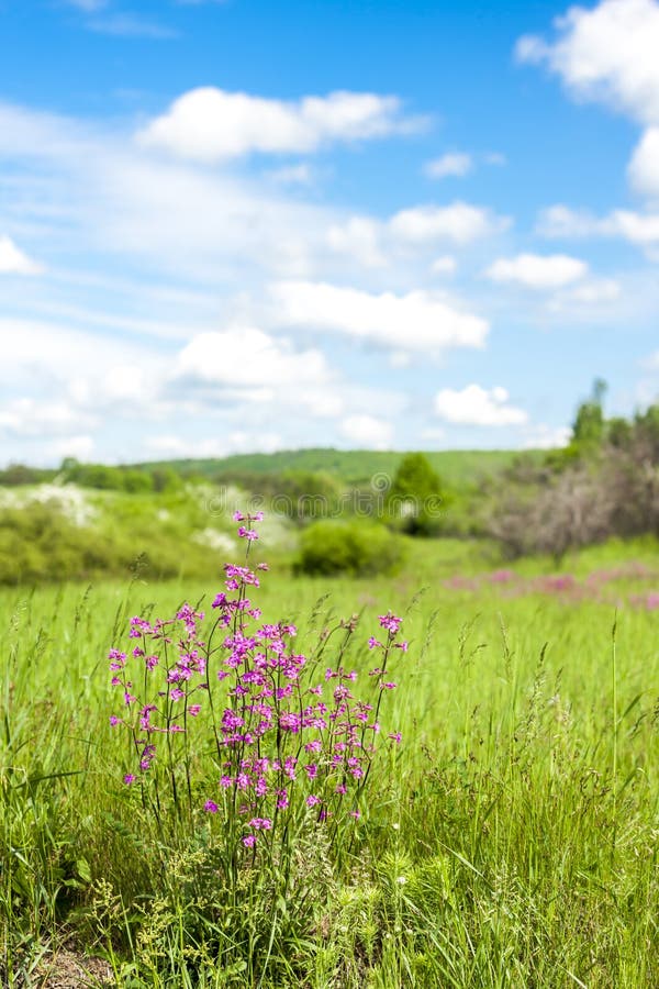 Blossom meadow stock image. Image of grass, wildflower - 54343885
