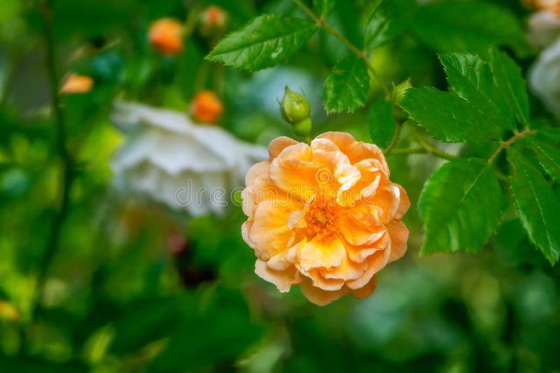Blossom of an Orange Rambling Rose Flower Stock Image - Image of leaf ...