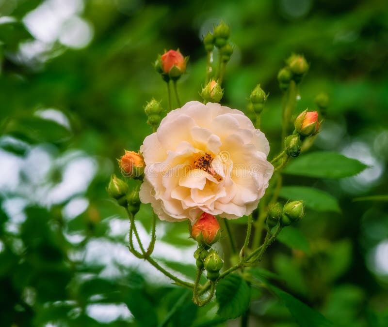 Blossom of an Orange Rambling Rose Flower Stock Photo - Image of petal ...