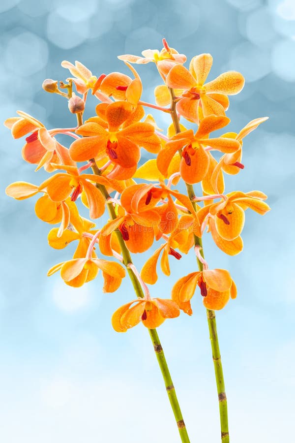 Blossom Orange Vanda Orchids Stock Photo - Image of orchid, vanda: 67040430