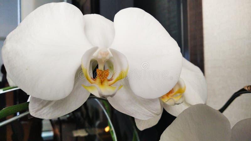 Blossom orchil indoor stock image. Image of blossom - 202866295