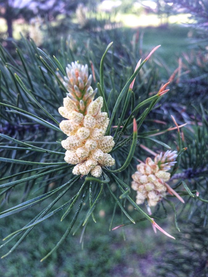 Blossom pine tree stock photo. Image of blossom, plants - 118538772