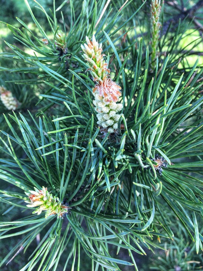 Blossom pine tree stock photo. Image of forest, tree - 118538776