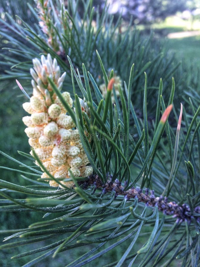 Blossom pine tree stock image. Image of blossom, pine - 118538777