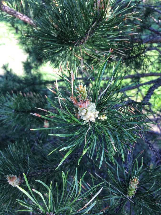 Blossom pine tree stock image. Image of blossom, plants - 118538779