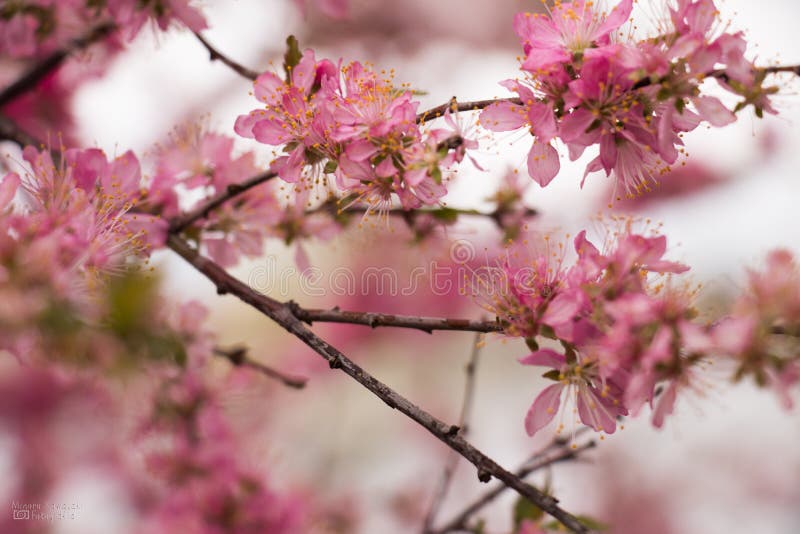 Blossom, Pink, Branch, Cherry Blossom Stock Image - Image of plant ...