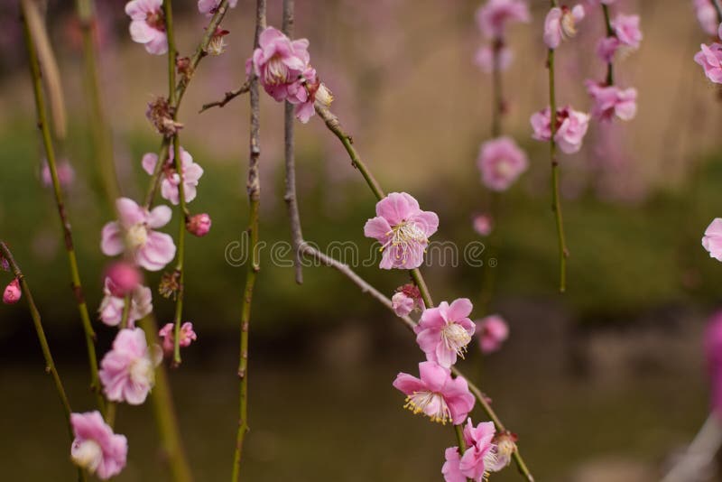 Blossom, Pink, Branch, Flower Picture. Image: 108523740