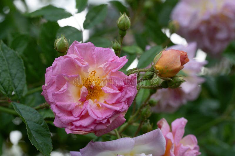 Pink Rambling Rose Growing Over Green Door of Stone Cottage Stock Image ...