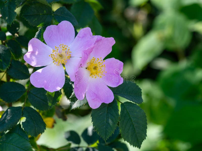 Pink Rambling Rose Growing Over Green Door of Stone Cottage Stock Image ...
