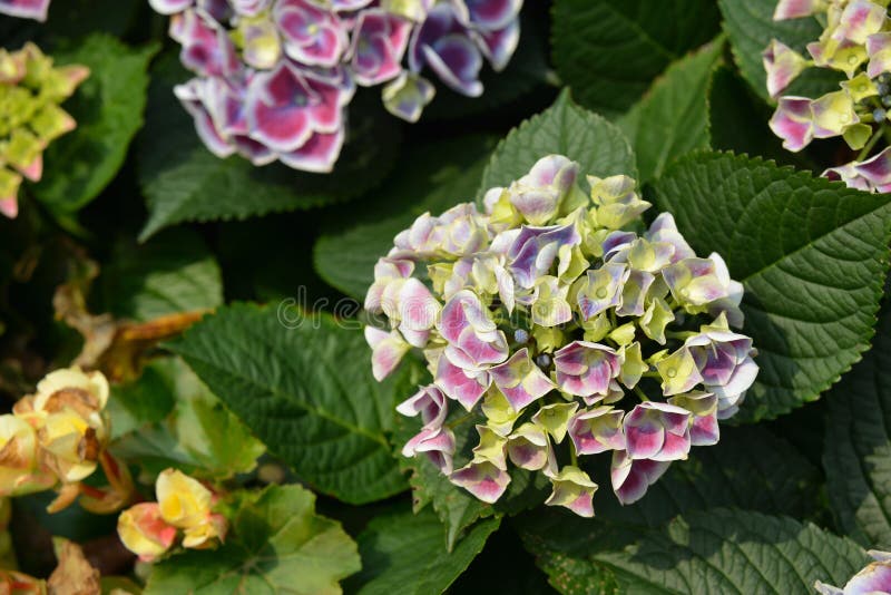 Hydrangea Macrophylla Flower Stock Photo - Image of basket, closeup ...