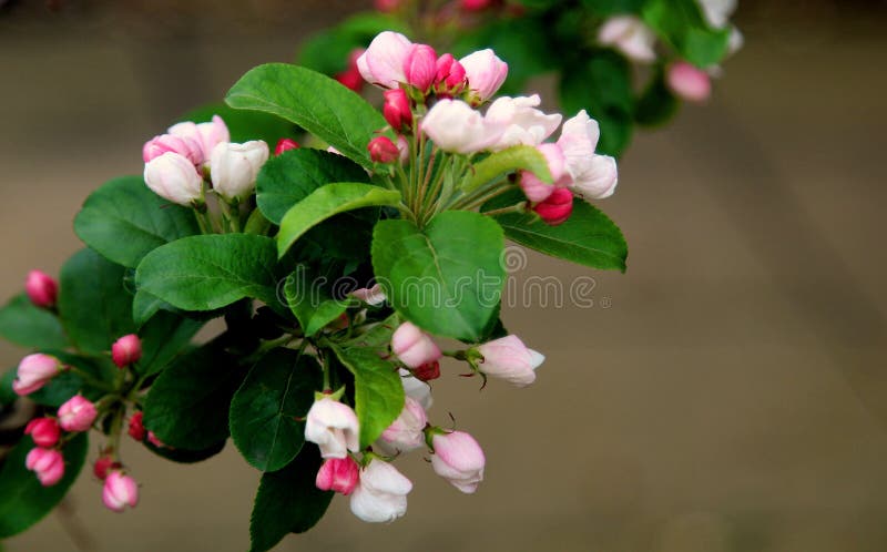 Blossom, Plant, Branch, Flower Picture. Image: 119412108