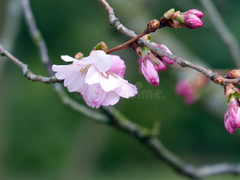 Blossom, Plant, Spring, Flower Stock Photo - Image of blossom, flora ...