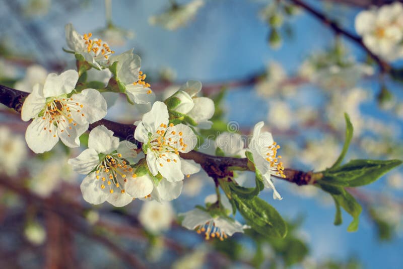 Blossom plum tree stock image. Image of plum, decoration - 146885019