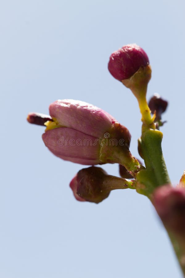 Blossom of Potted Lemon Tree Citrus Limon Stock Photo - Image of floral ...