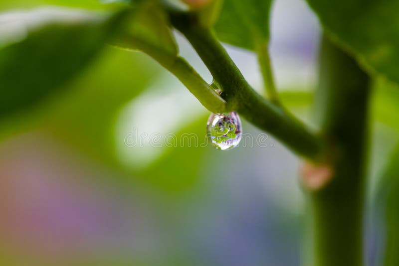 Water Drop on Potted Lemon Tree Citrus Limon Stock Photo - Image of ...