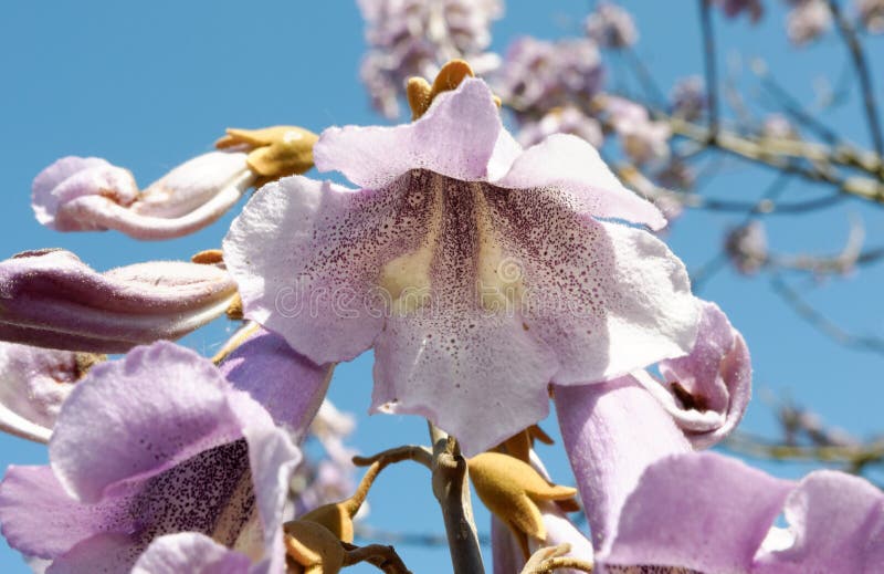 Blossom of a princess tree stock image. Image of clear - 146134007