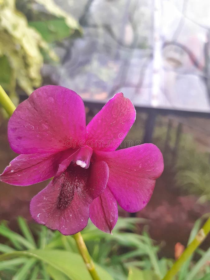 Blossom purple flower stock image. Image of shrub, purple - 276269259