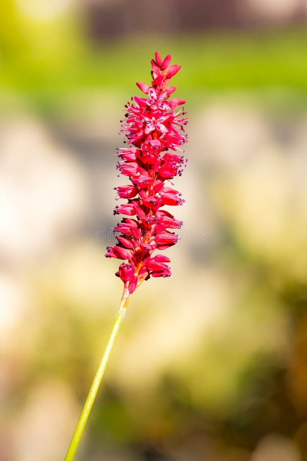 Blossom of a Red Knotweed Flower Stock Image - Image of knapara, bloom ...