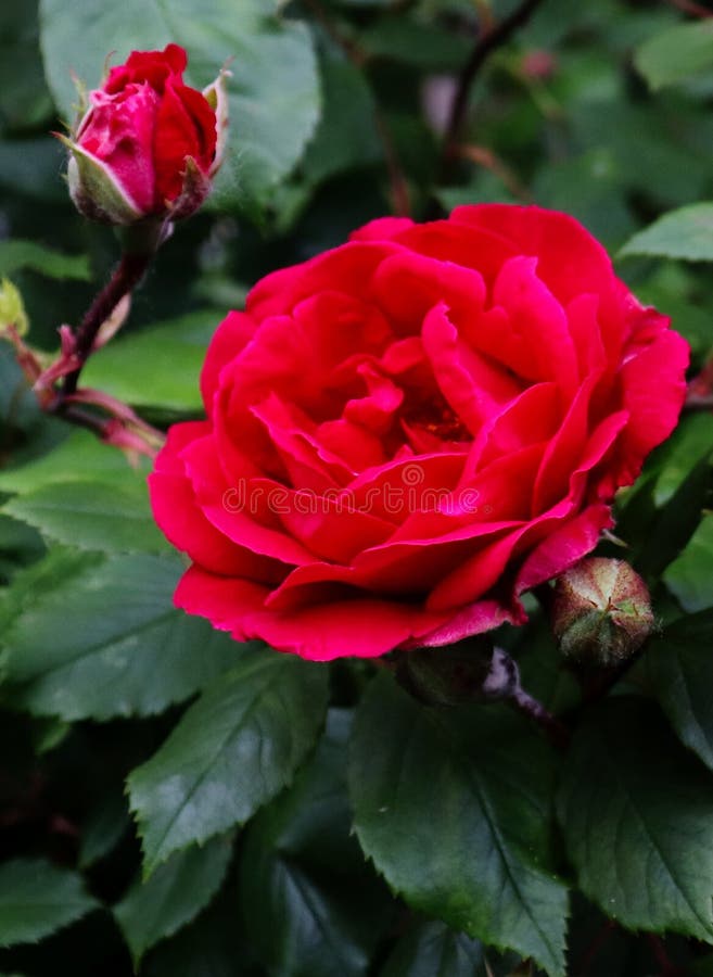 Red rose stock image. Image of rose, growth, blossom - 149624697