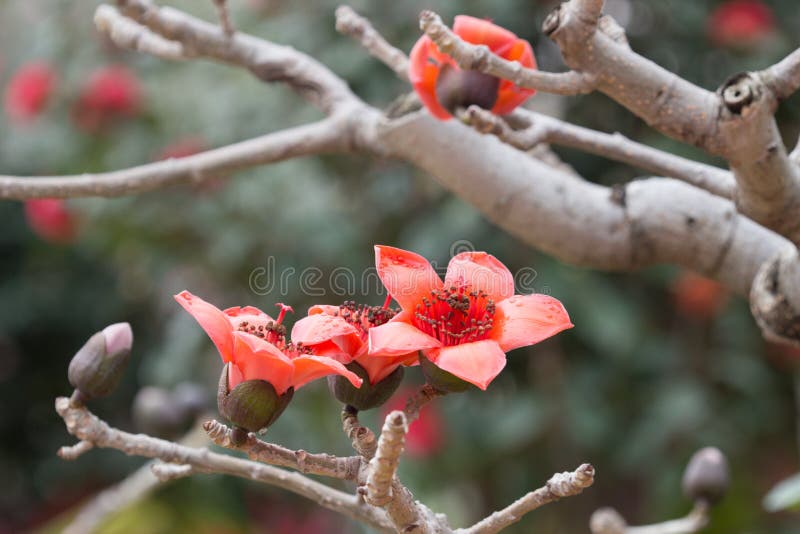 Red Silk Cotton Tree Flower Stock Photos - Download 451 Royalty Free Photos
