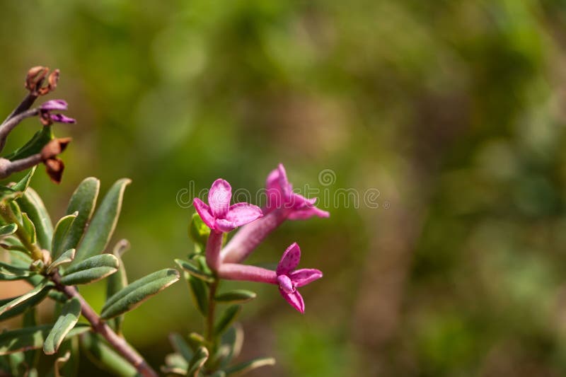 Blossom of a Rose Daphne, Daphne Cneorum Stock Photo - Image of blossom ...